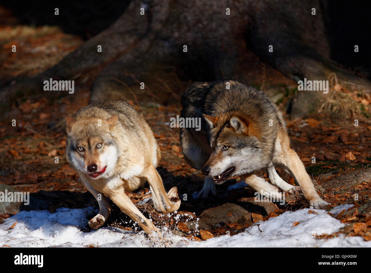 wolf wolves forest Stock Photo - Alamy