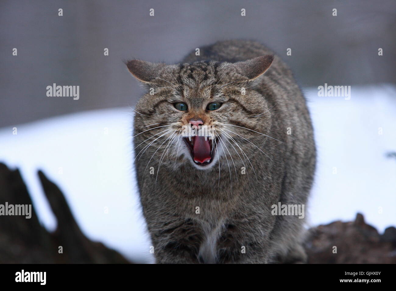 Cat wildcat hi-res stock photography and images - Alamy