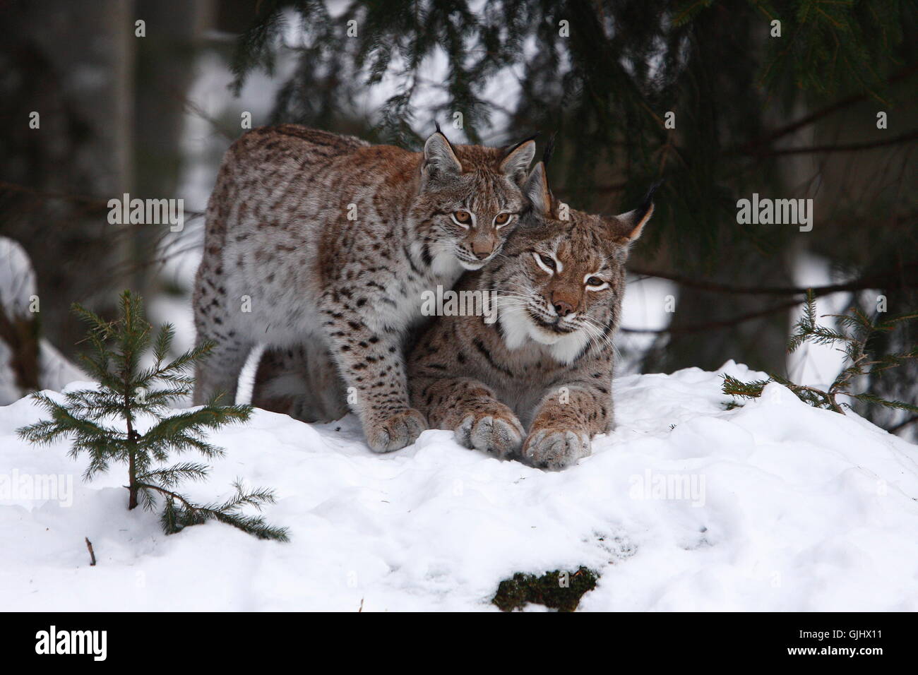 Lynx cub hi-res stock photography and images - Alamy
