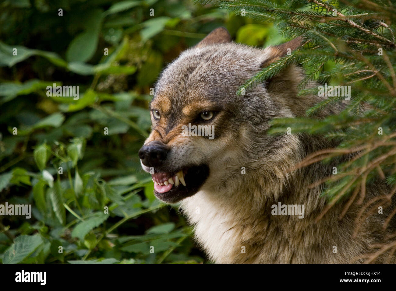 Teeth snarl hi-res stock photography and images - Alamy
