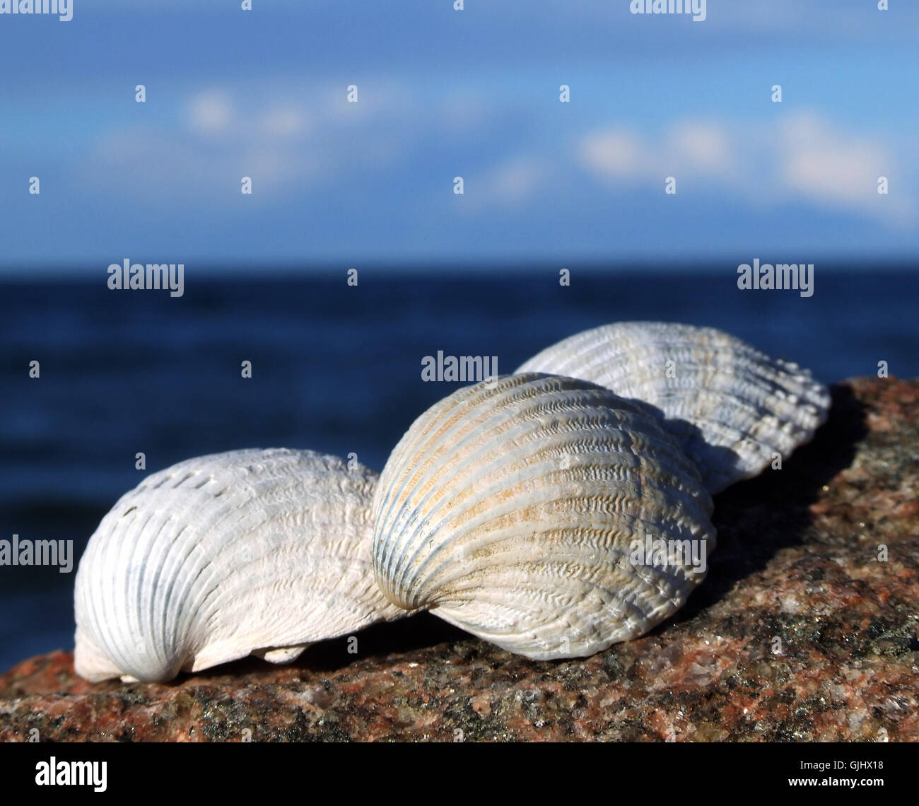 shell salt water sea Stock Photo - Alamy