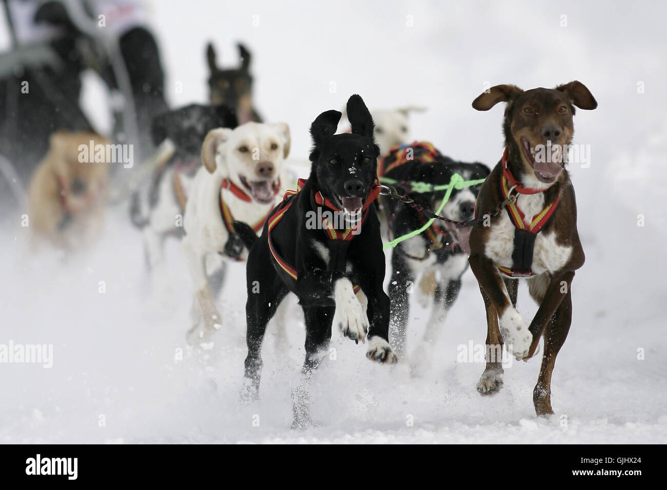 dog dogs sledge Stock Photo - Alamy