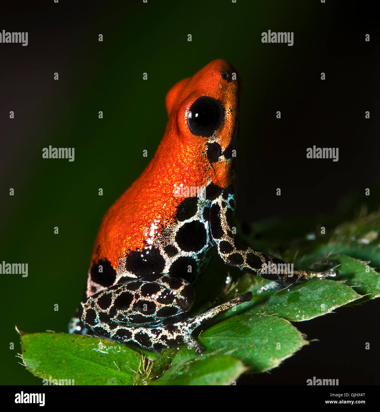 amphibians coloured colourful Stock Photo - Alamy