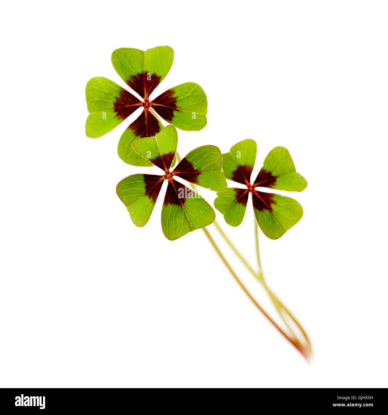 Leaf clover cloverleaf leaf plant Cut Out Stock Images & Pictures - Alamy