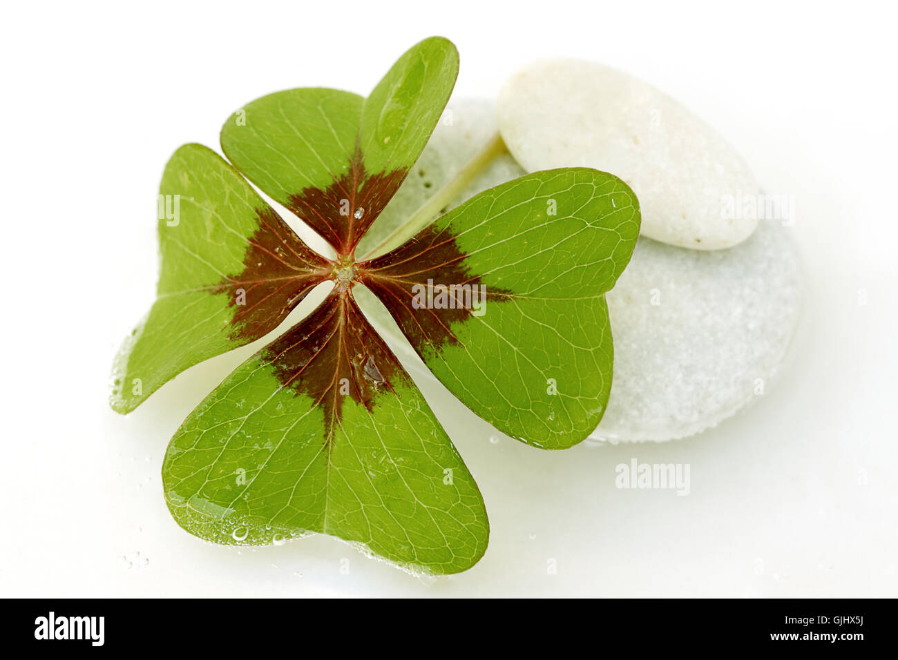 lucky clover Stock Photo - Alamy