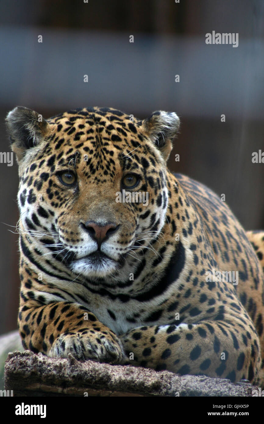 fur predator jaguaro Stock Photo - Alamy