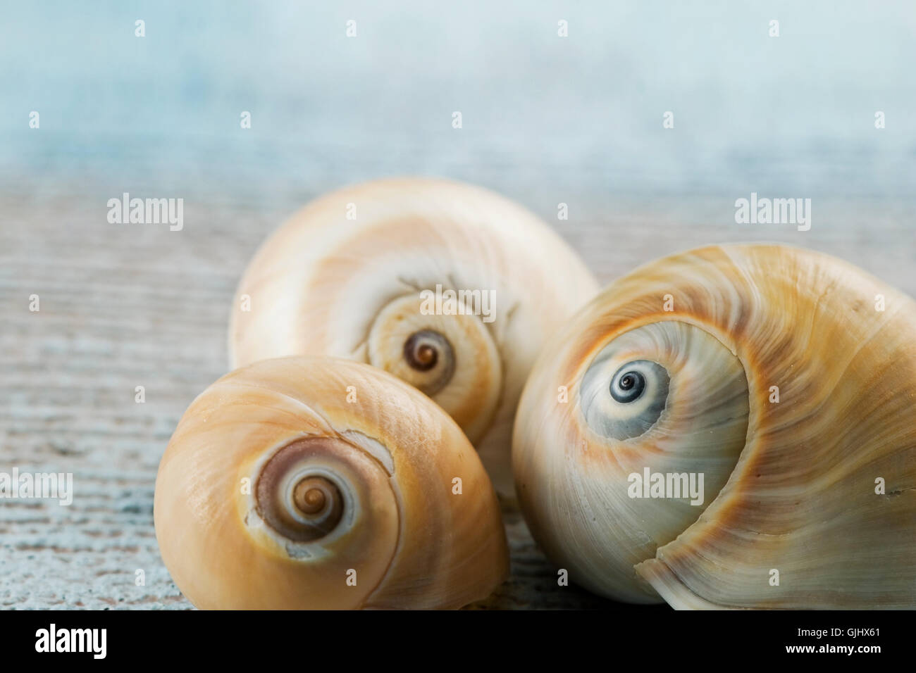 Group of snail hi-res stock photography and images - Alamy