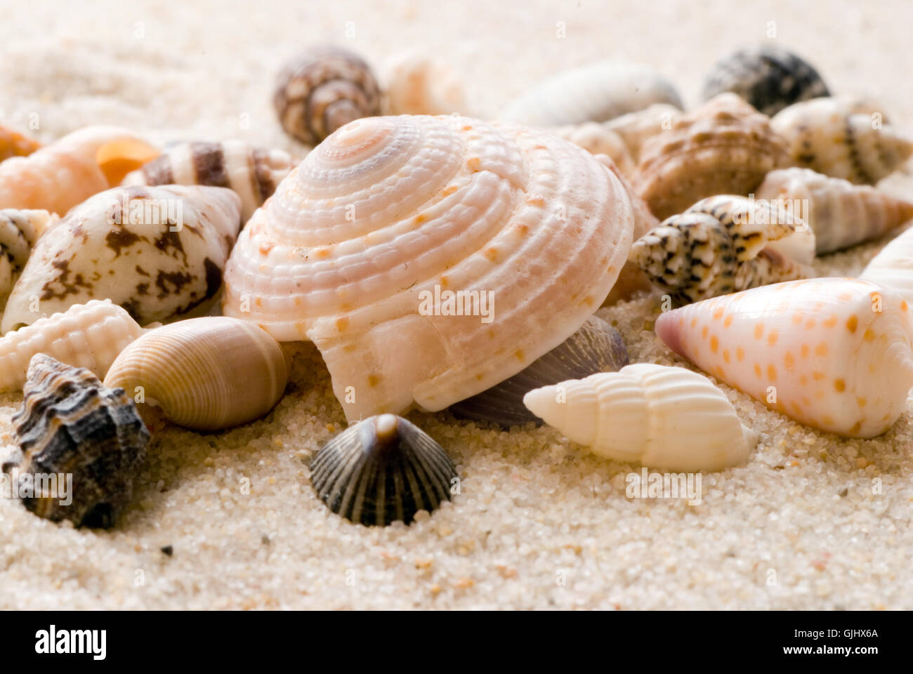 shells on the beach Stock Photo - Alamy
