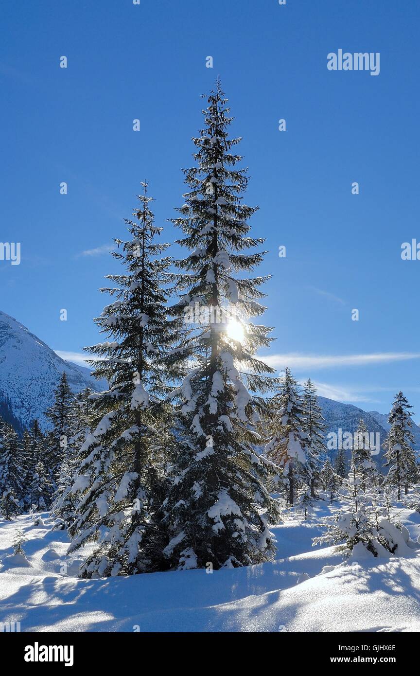 Tannen hi-res stock photography and images - Alamy