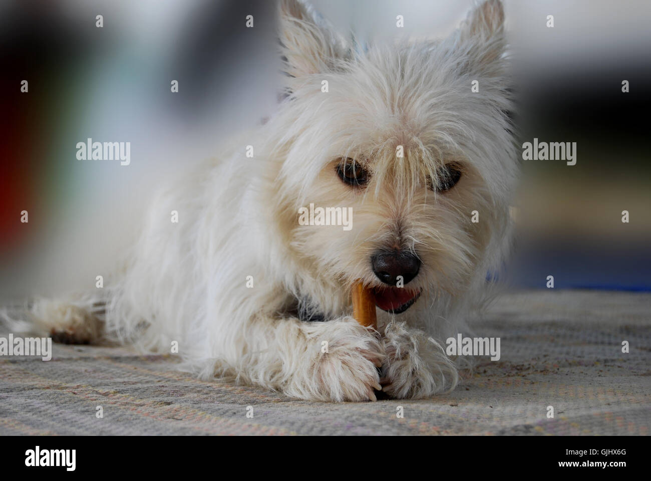 dog puppy terrier Stock Photo - Alamy