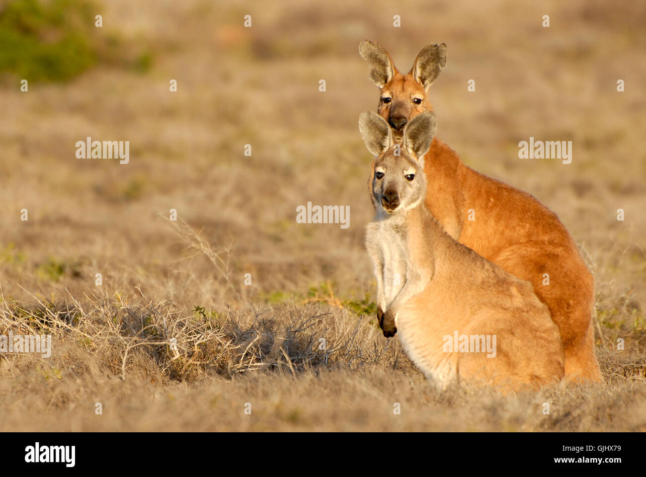 Red kangaroo pair hi-res stock photography and images - Alamy