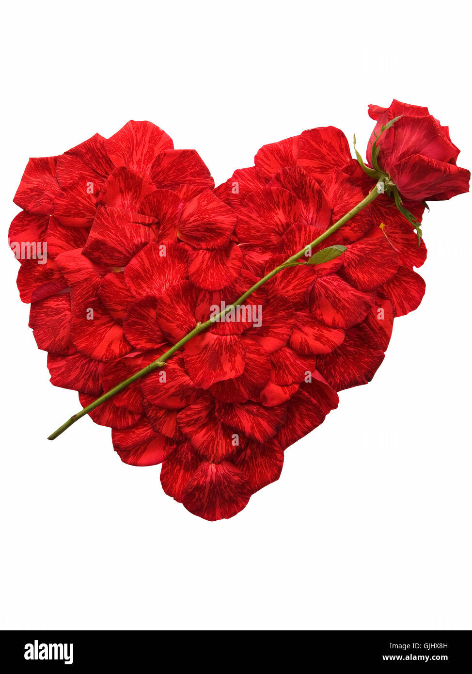 isolated flower plant Stock Photo - Alamy