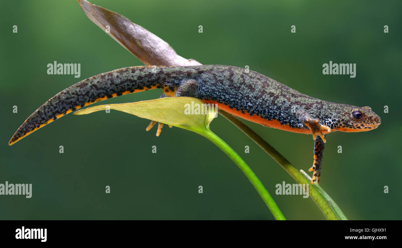 amphibian underwater salamander Stock Photo - Alamy
