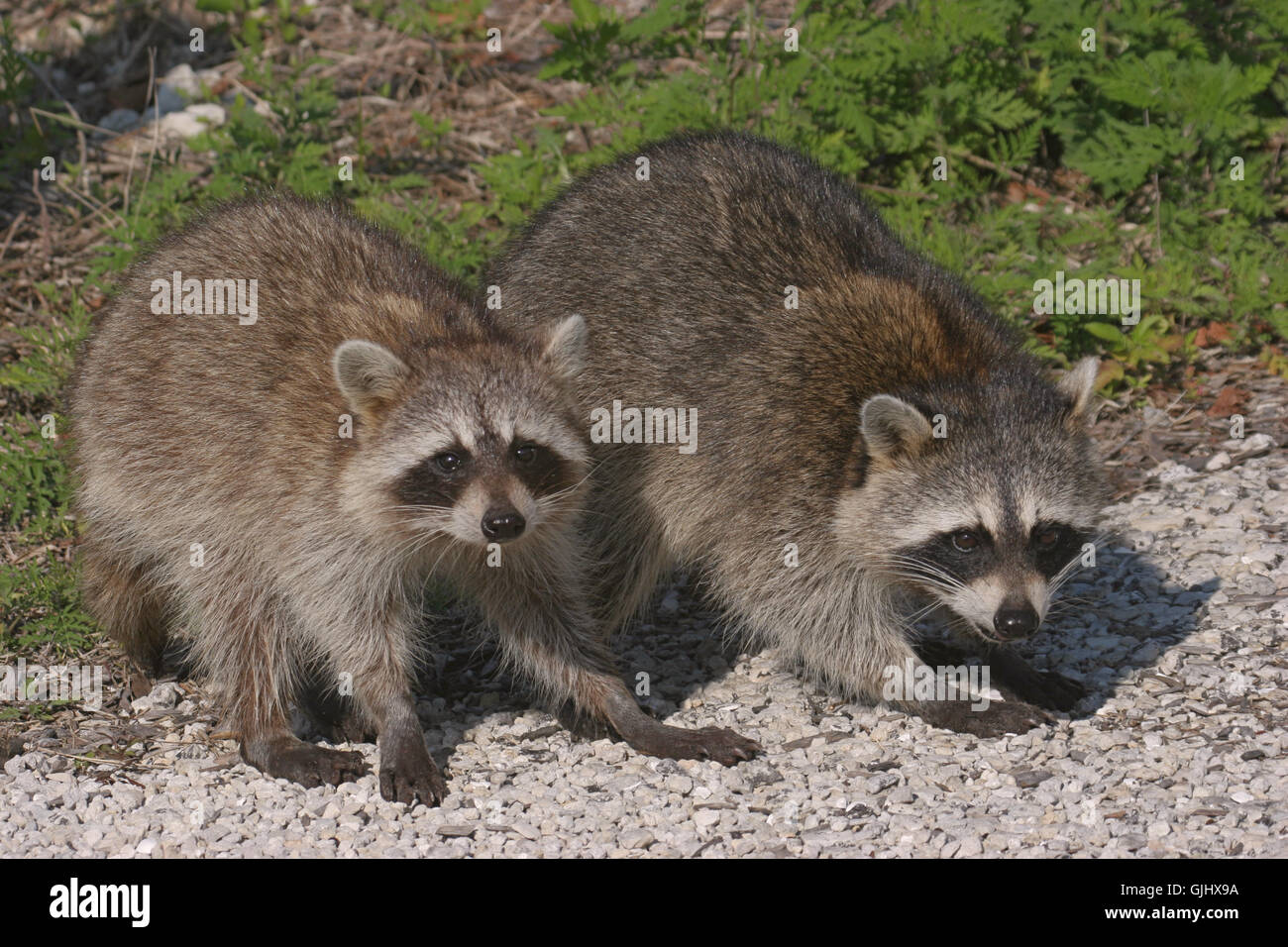 animal wild wildlife Stock Photo - Alamy