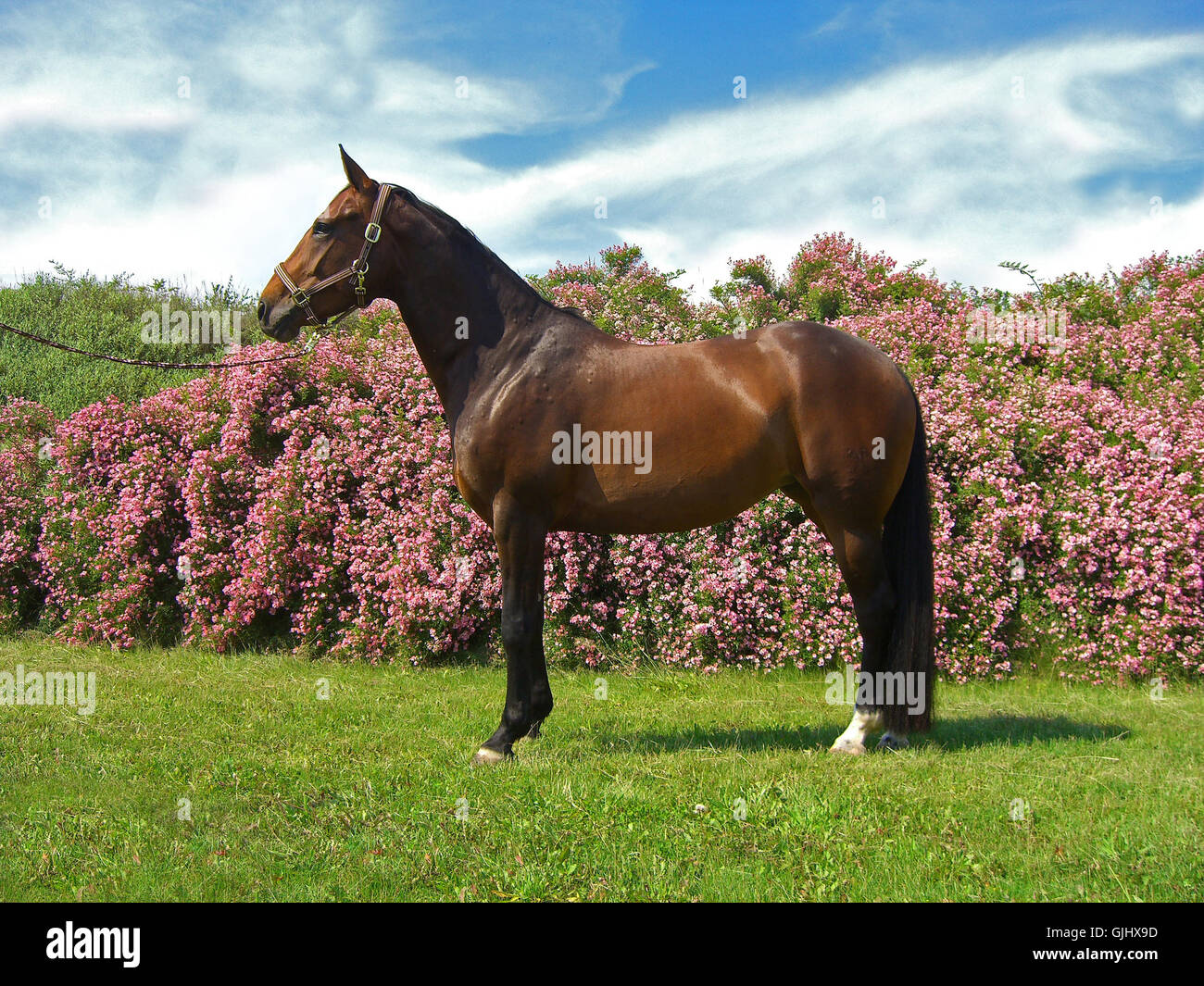 Hanoverian horse hi-res stock photography and images - Alamy