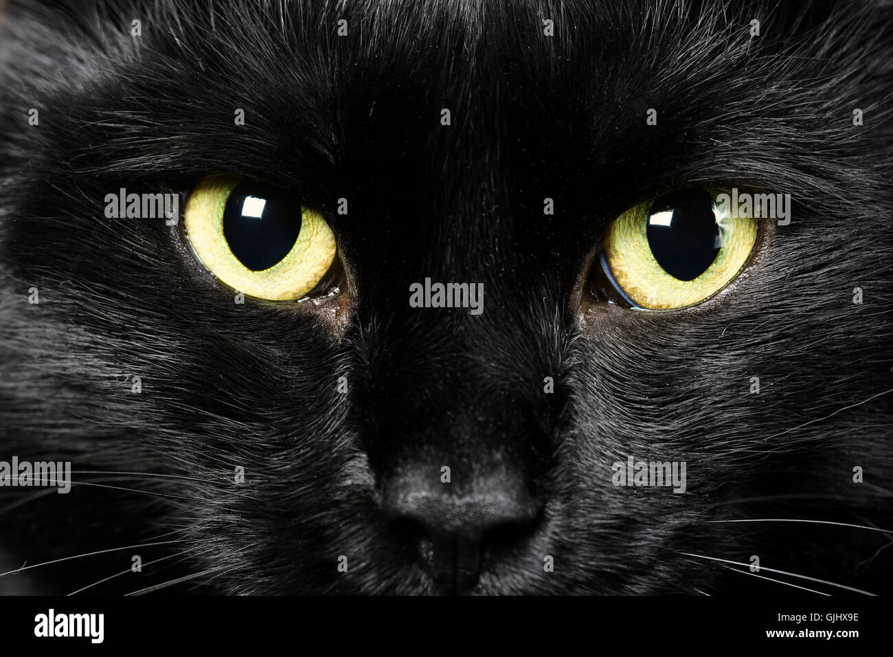 animal black swarthy Stock Photo - Alamy