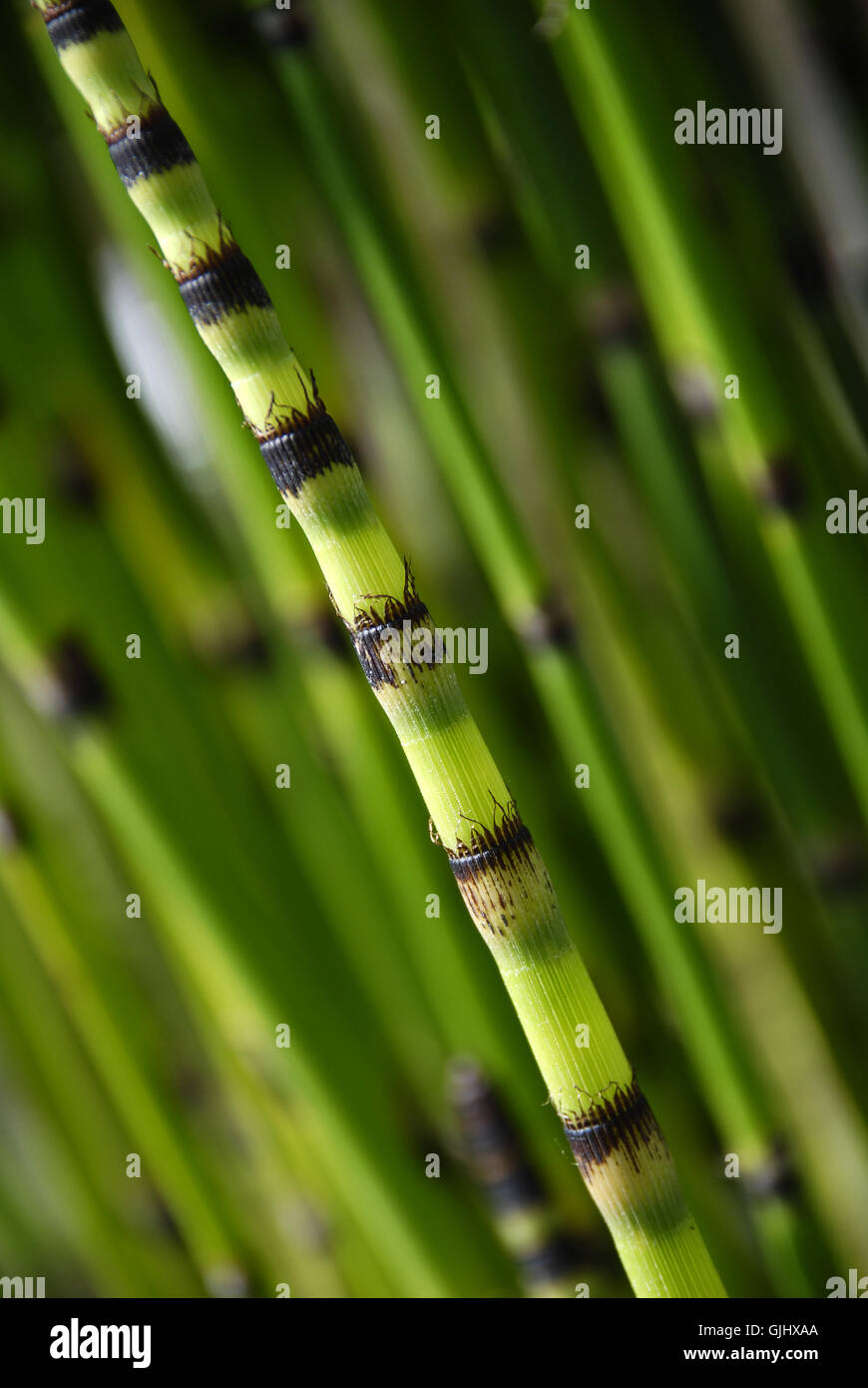 Reed stalk hi-res stock photography and images - Alamy