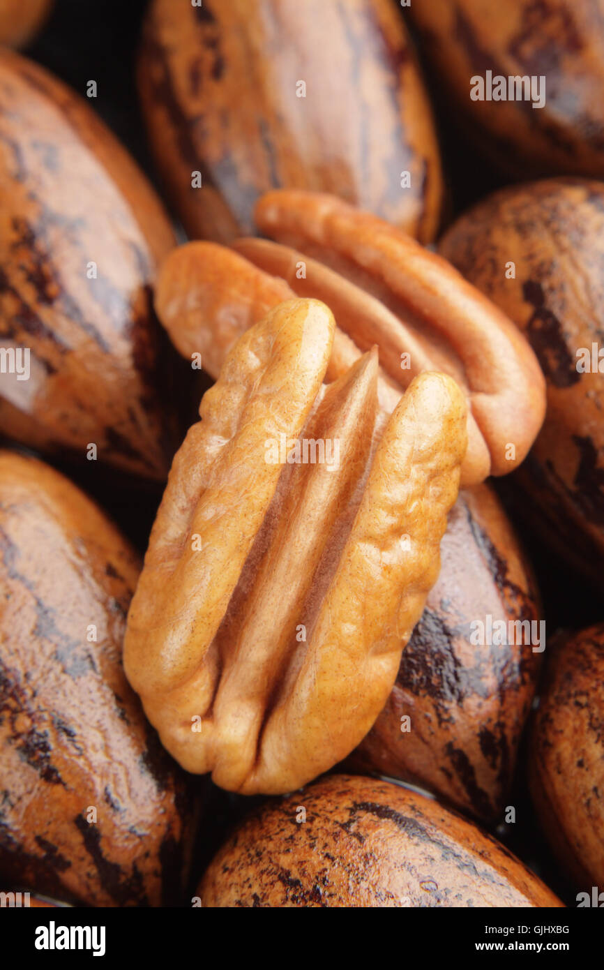 Pecan nut tree hi-res stock photography and images - Alamy