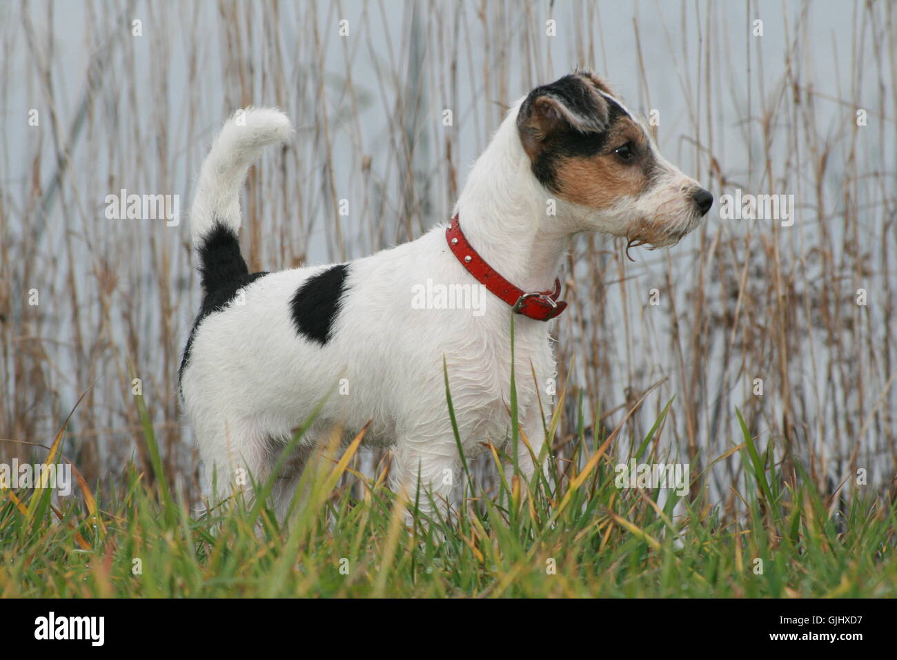 reed dog puppy Stock Photo - Alamy