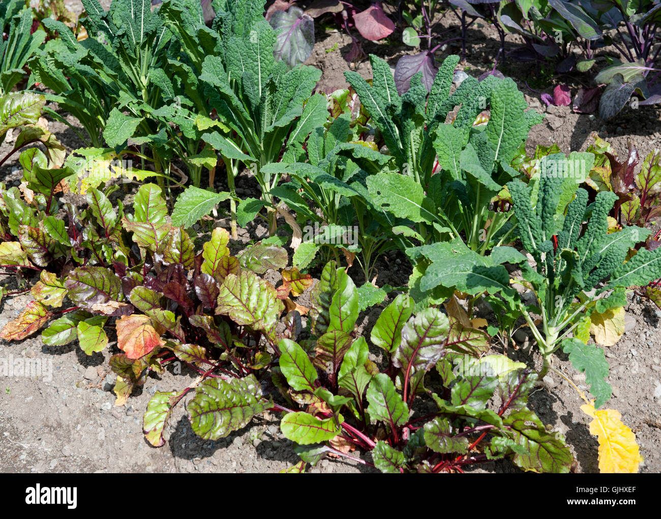 Beetroot growing farming green leaves hi-res stock photography and ...
