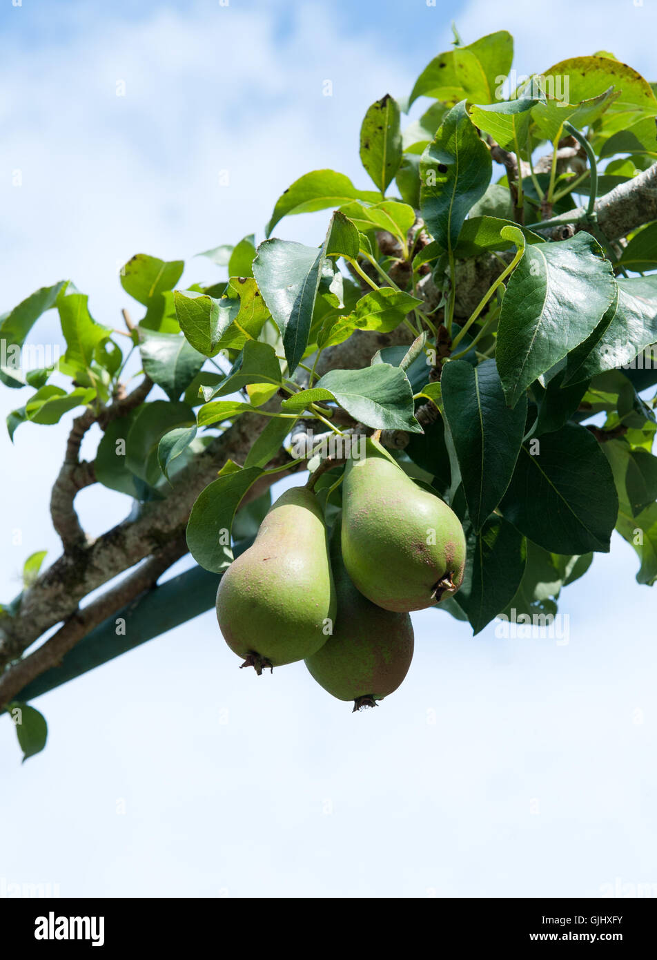 Two tasty fresh pears growing on the tree Stock Photo - Alamy
