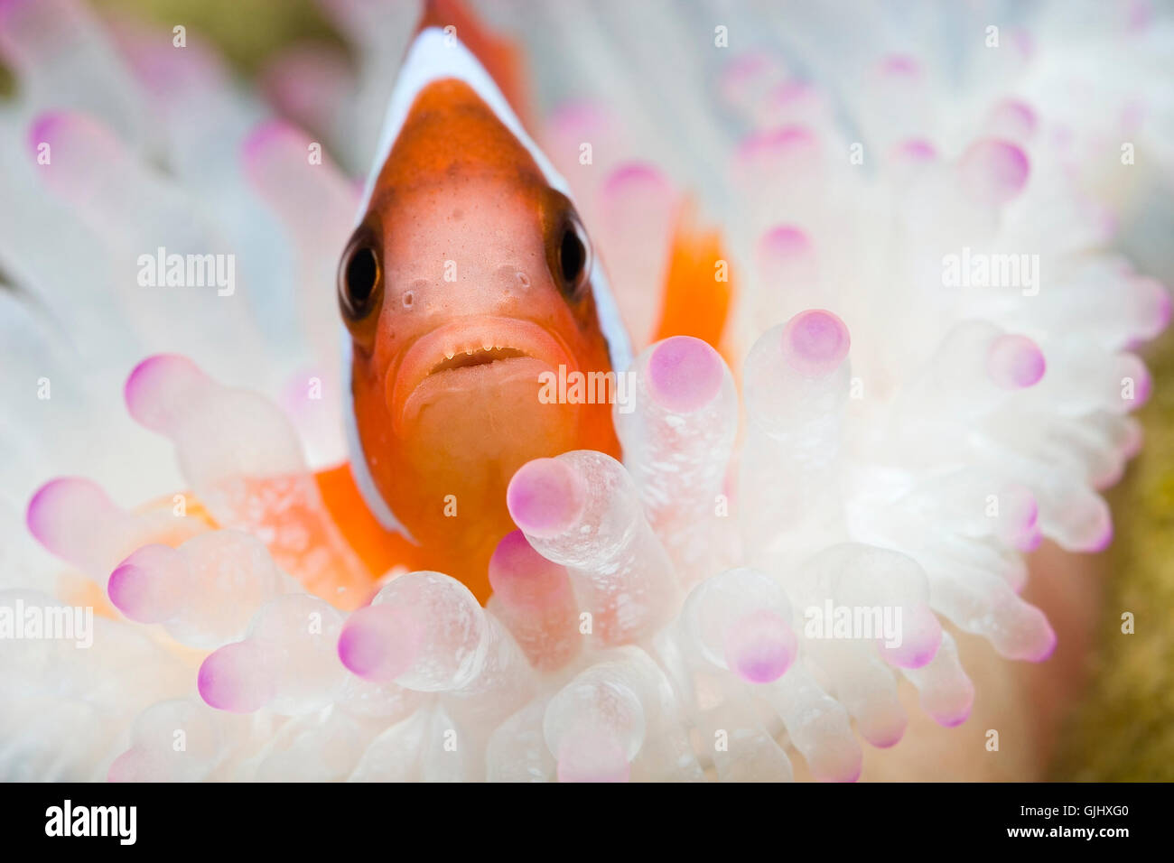 Funny tropical fish clownfish hi-res stock photography and images - Alamy