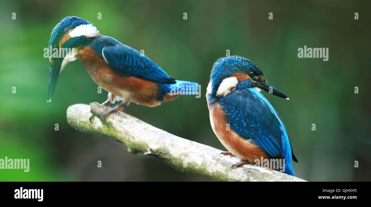 hunter branch fisherman Stock Photo - Alamy