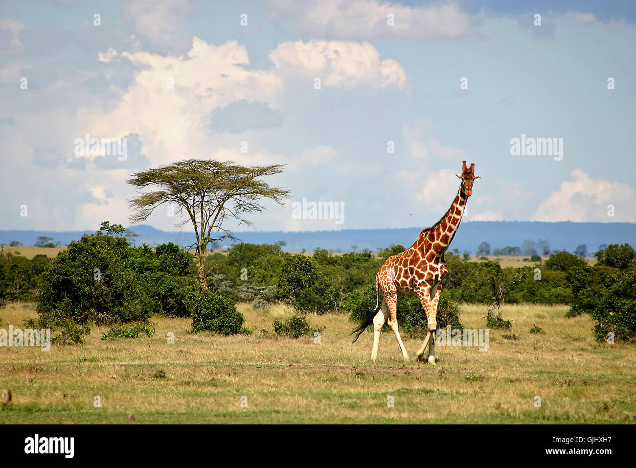 Kenya animal hi-res stock photography and images - Alamy
