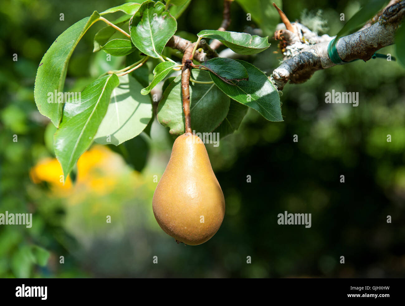 Yellow fresh pear growing on the tree Stock Photo - Alamy