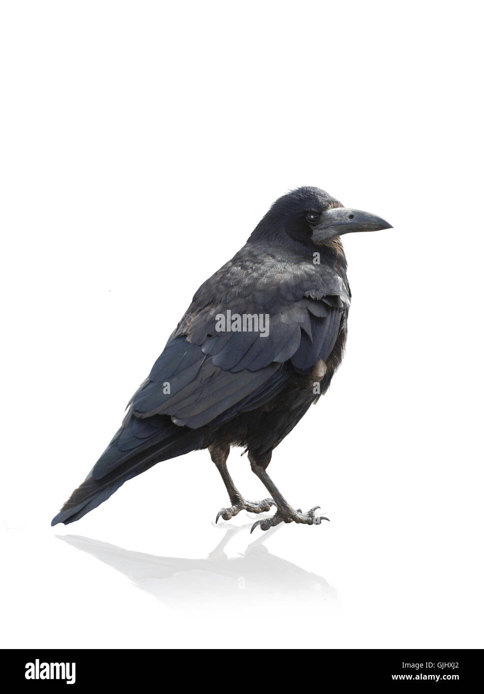 Beaks of bird Cut Out Stock Images & Pictures - Alamy