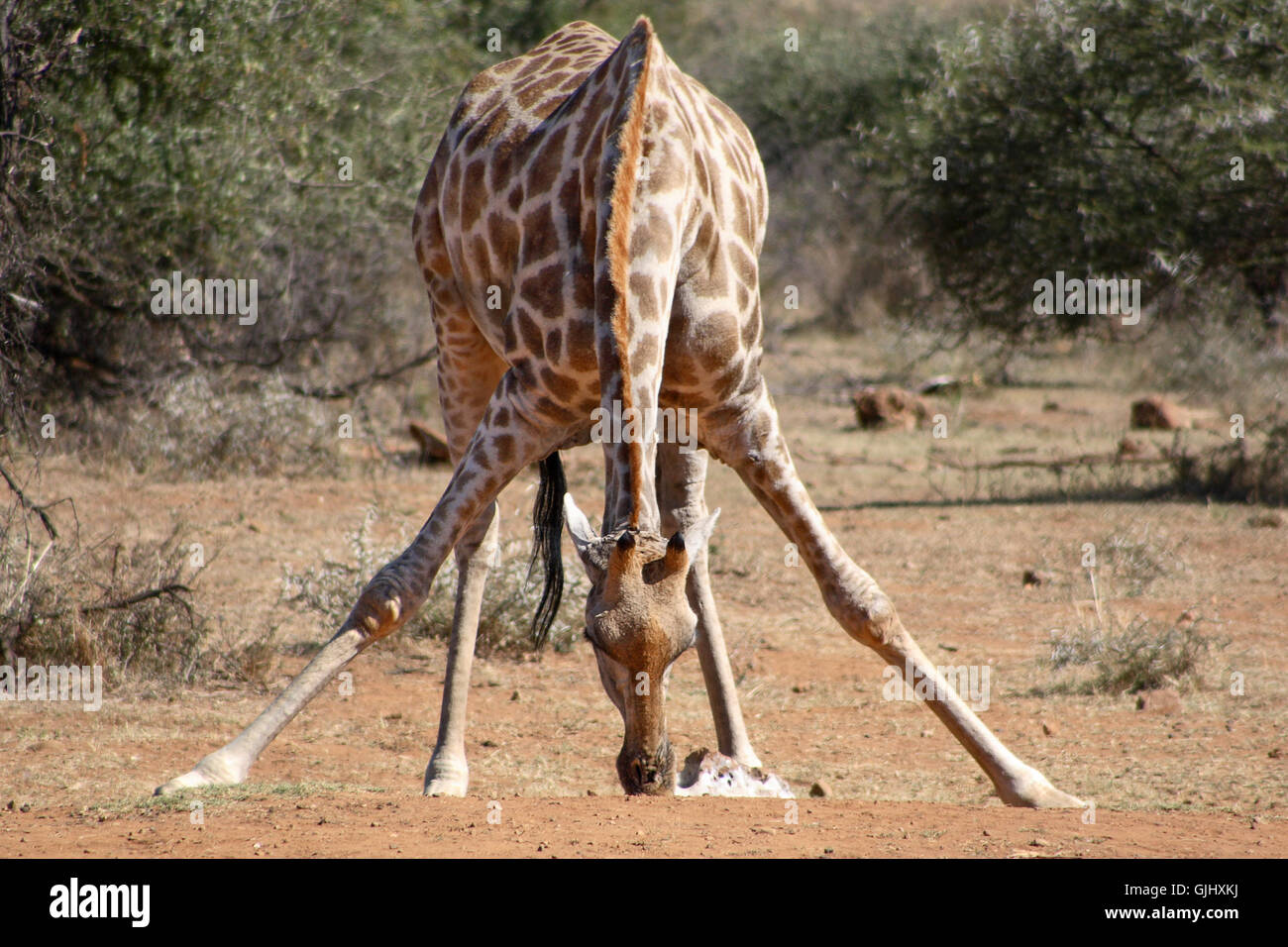 Giraffe mountain hi-res stock photography and images - Alamy