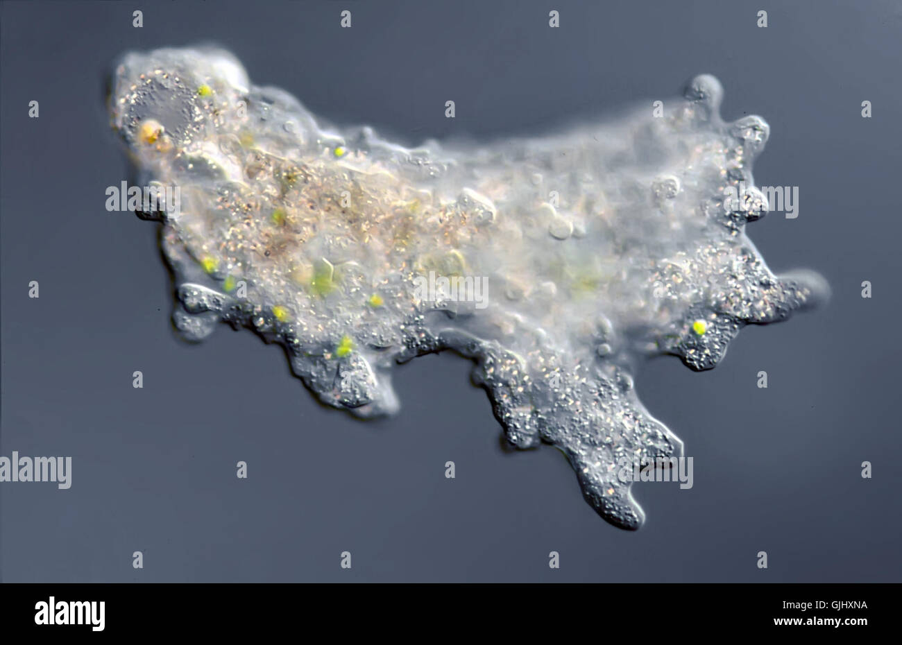 Amoeba proteus hi-res stock photography and images - Alamy