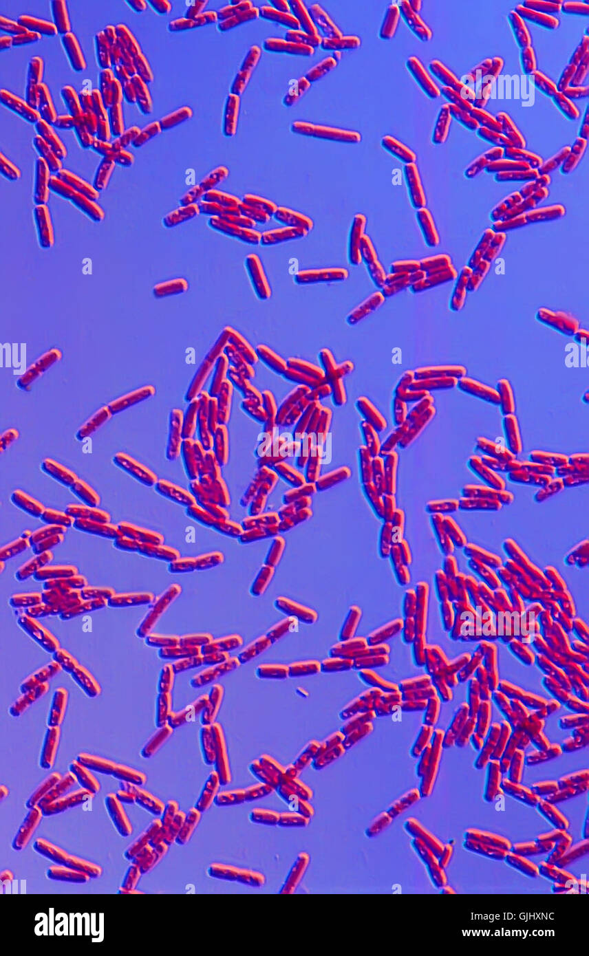 Drug bacteria hi-res stock photography and images - Alamy