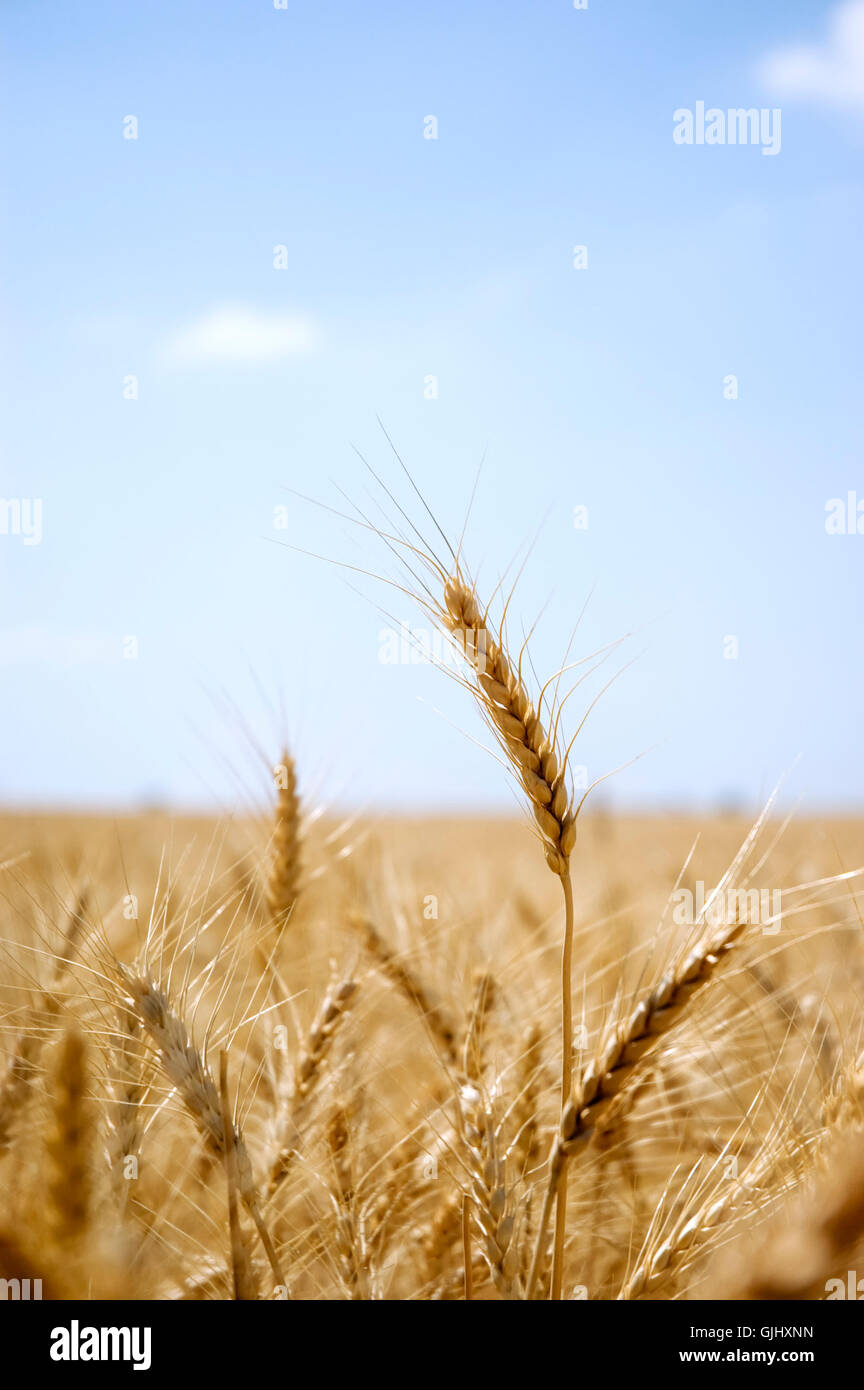 agriculture farming wheat Stock Photo - Alamy