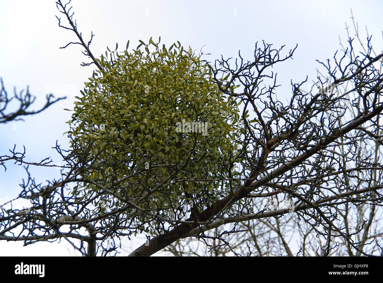 mistletoe berry parasite Stock Photo - Alamy
