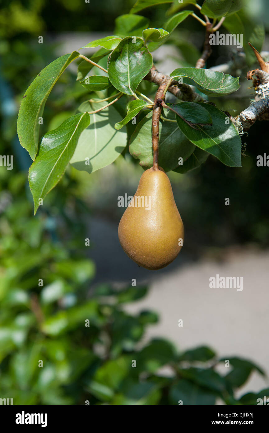 Pear growing on the tree hi-res stock photography and images - Alamy