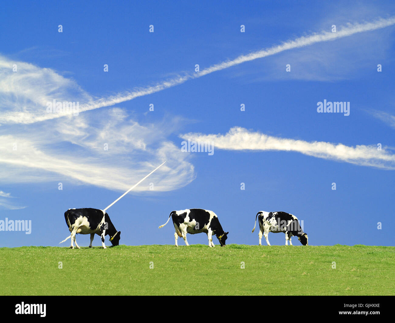 3 cows so close to heaven (2 Stock Photo - Alamy