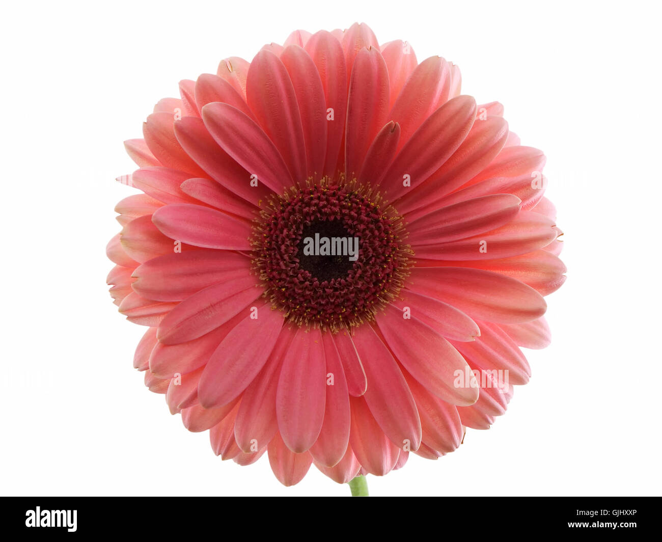 isolated flower plant Stock Photo - Alamy
