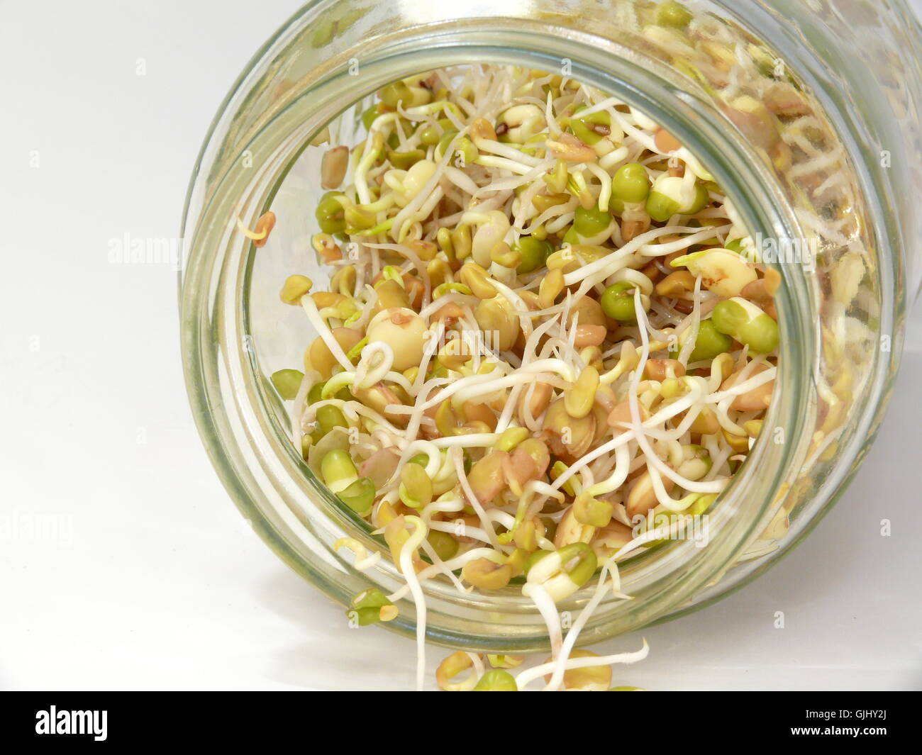 germination lenses seed Stock Photo - Alamy