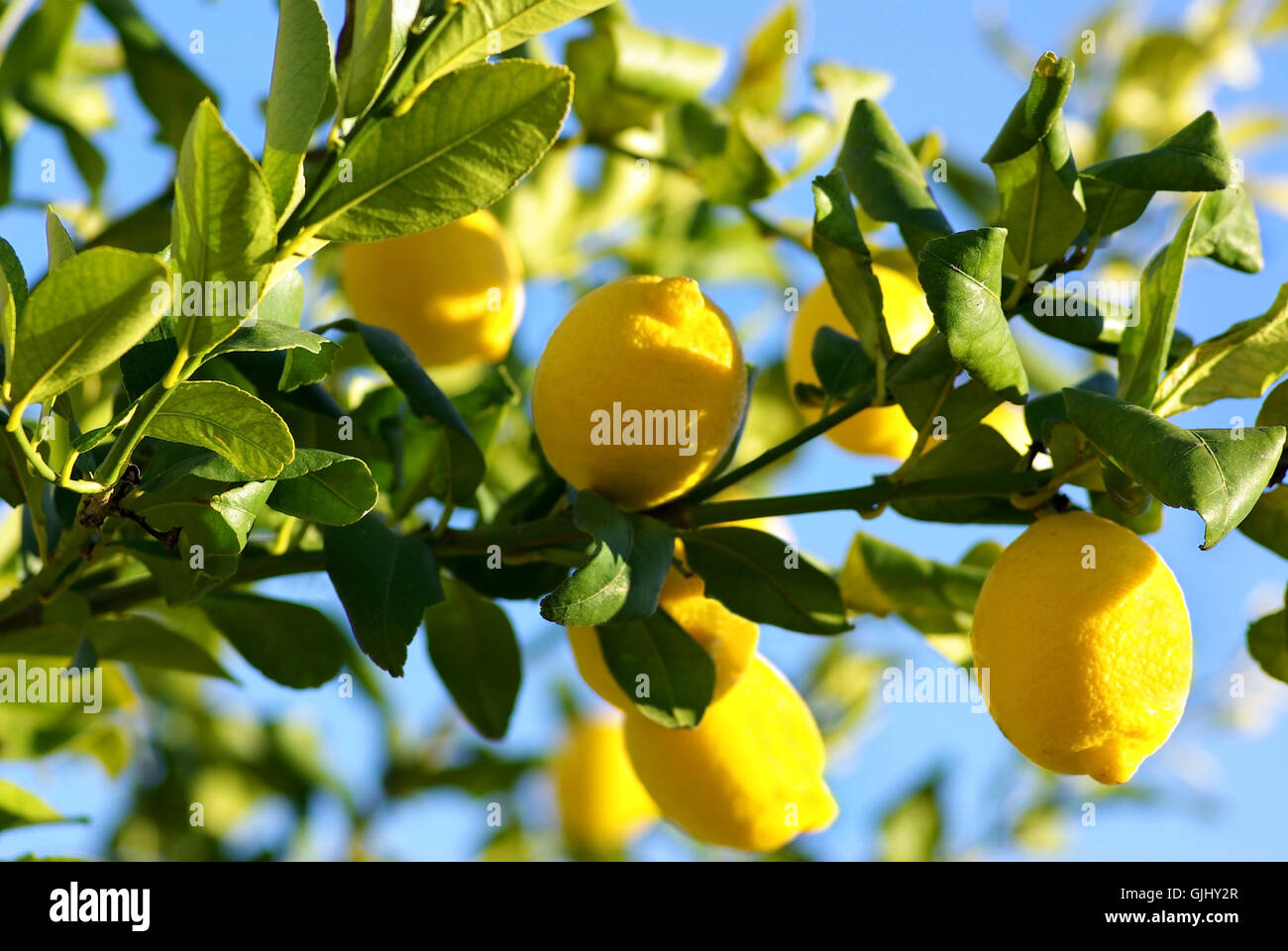 Leaf branch fruit citron hi-res stock photography and images - Alamy