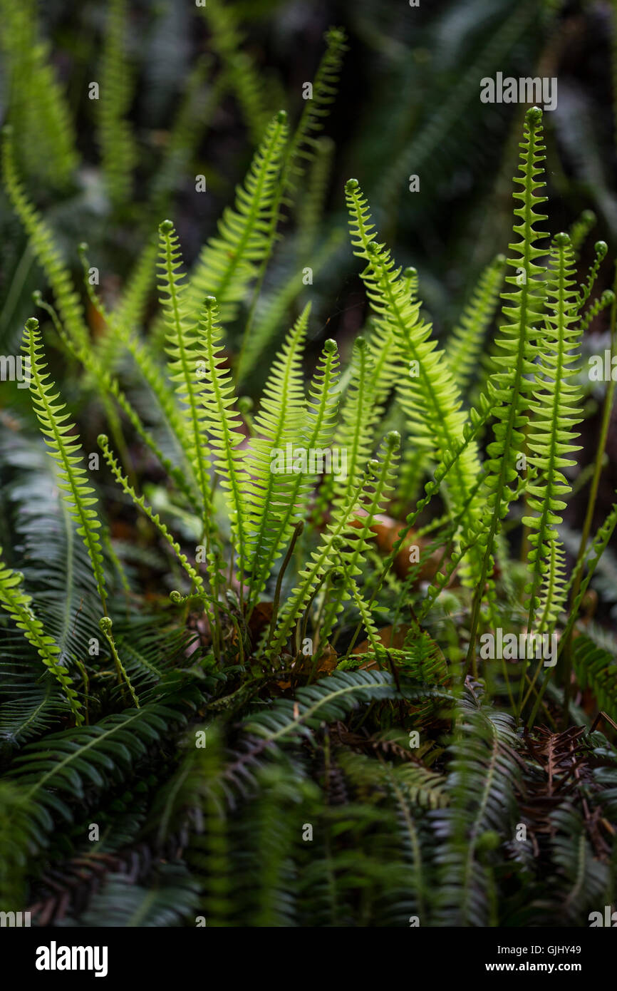 Hard Fern ( Blechnum Spicant) in Reelig Glen, Scotland Stock Photo - Alamy
