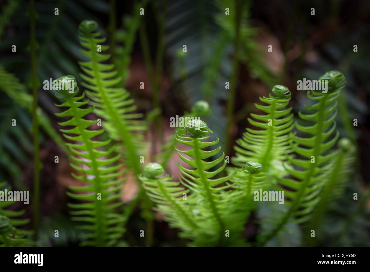 Hard Fern ( Blechnum Spicant) at Reelig Glen in Scotland Stock Photo ...