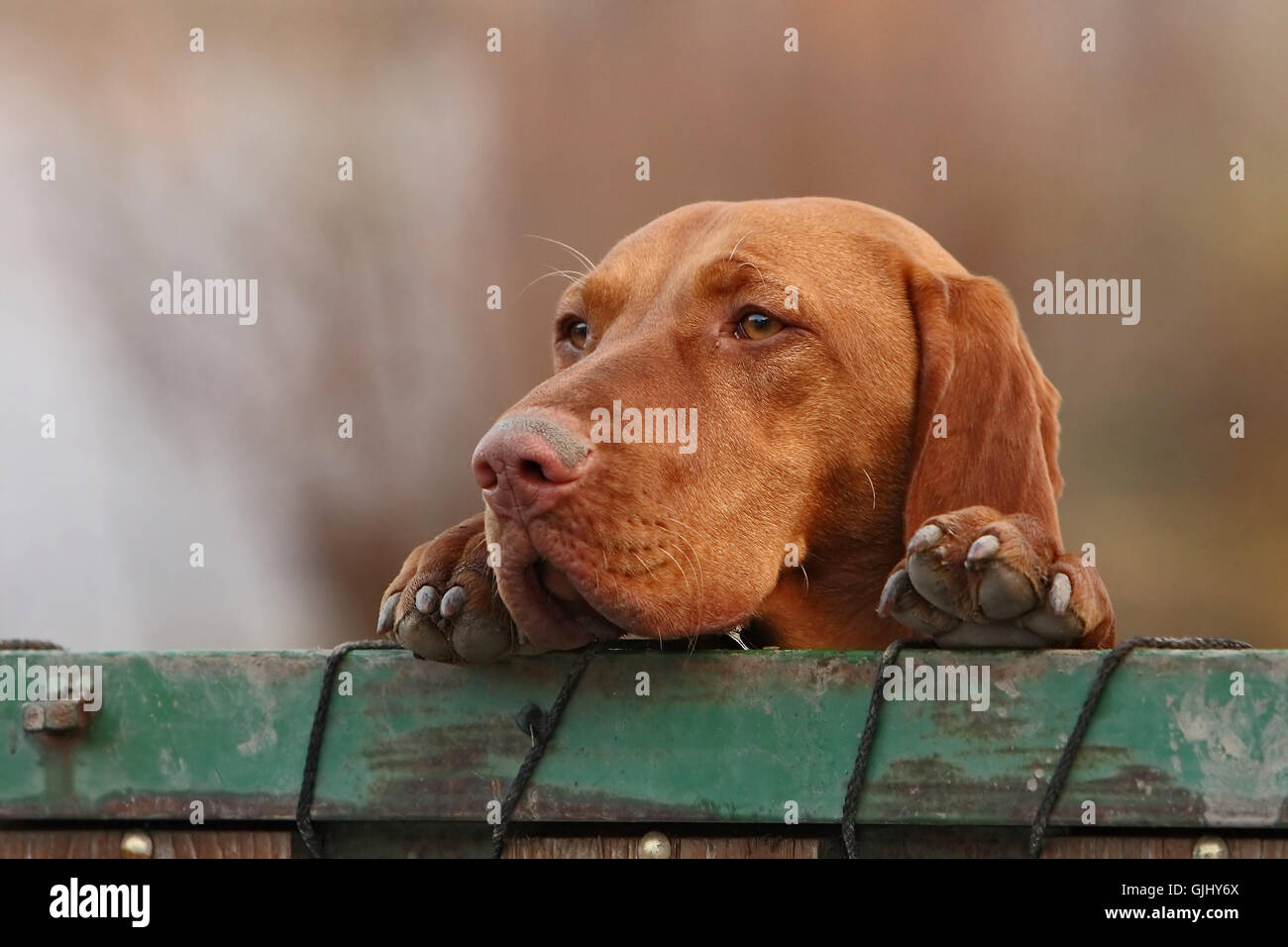 sad dog mourning Stock Photo - Alamy