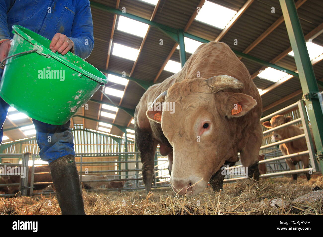 food aliment bull Stock Photo - Alamy