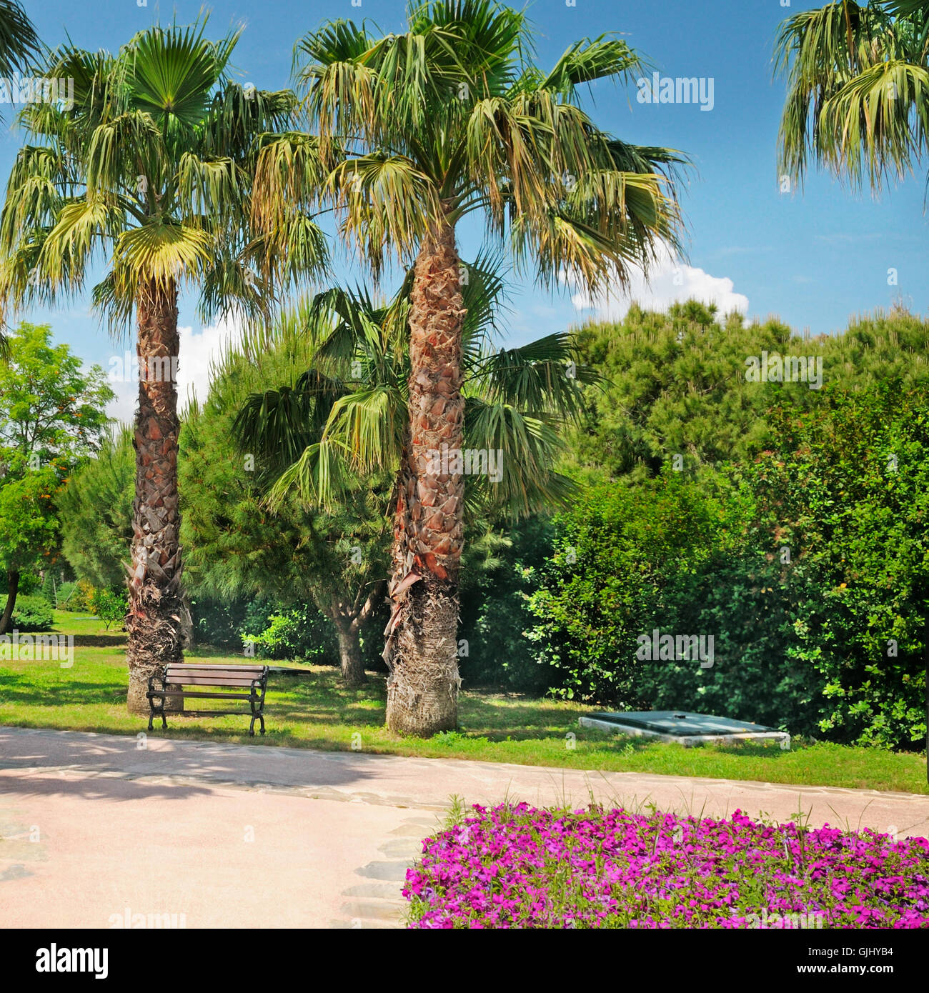 tropical garden with palm trees and lawn Stock Photo - Alamy