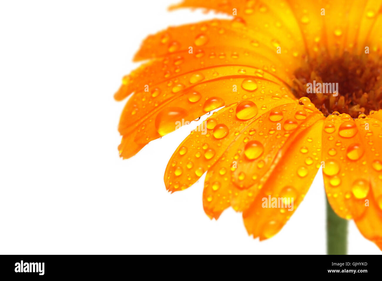 isolated flower plant Stock Photo - Alamy