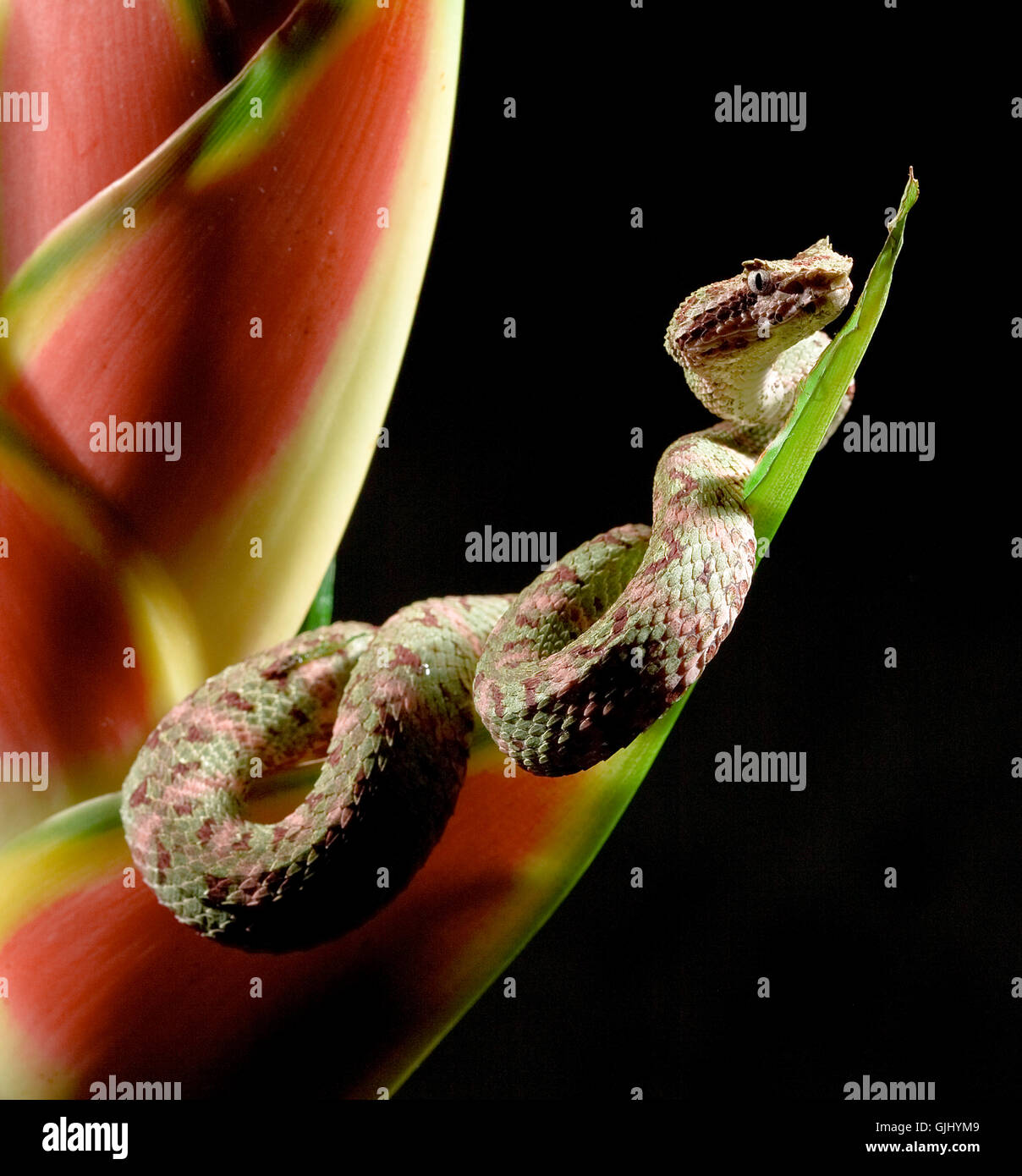 Poisonous snake hi-res stock photography and images - Alamy