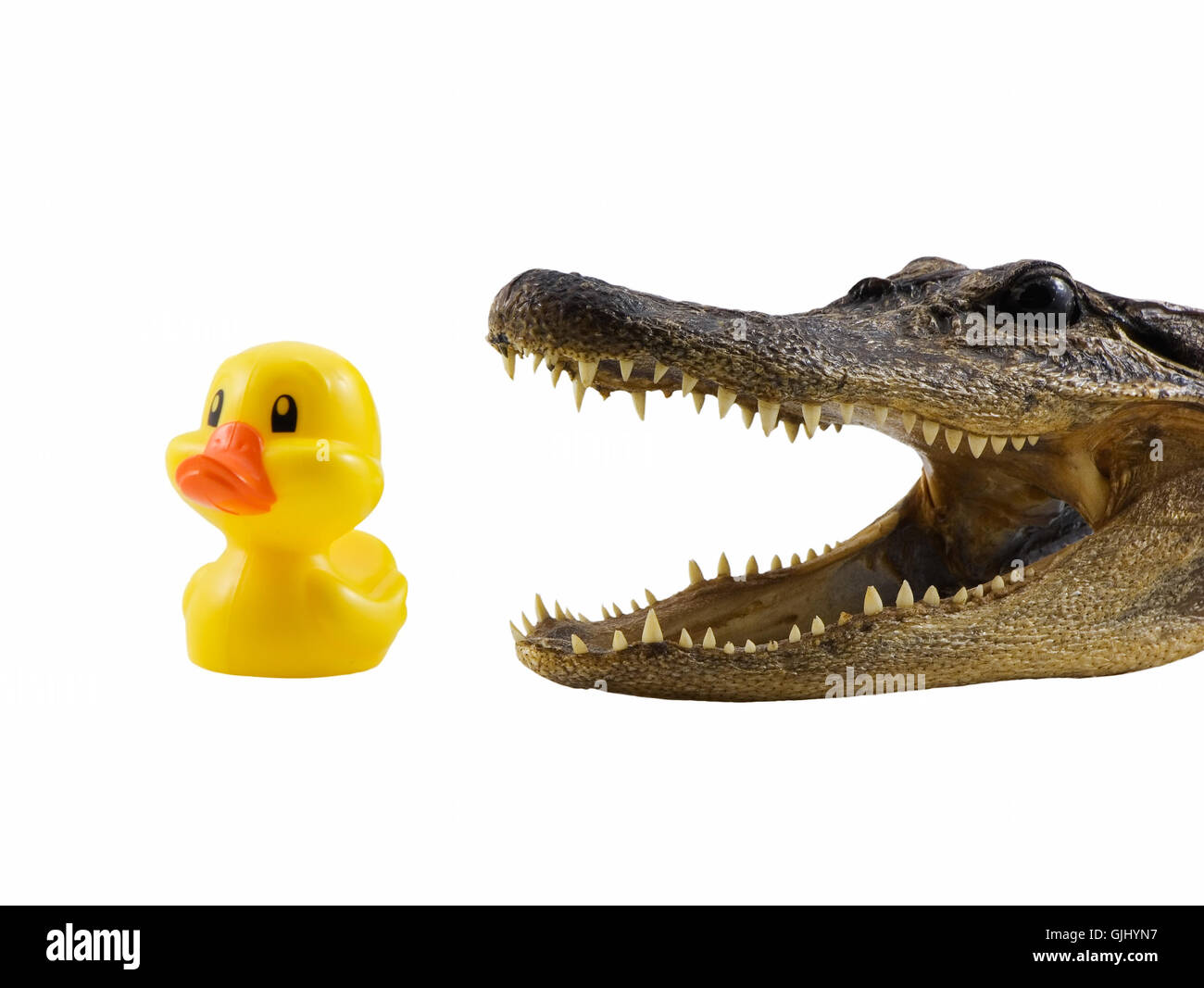 isolated animal duck Stock Photo - Alamy