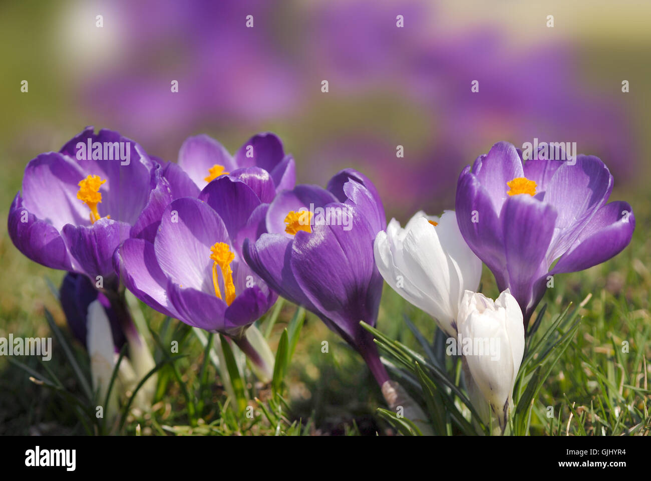 blue macro close-up Stock Photo - Alamy