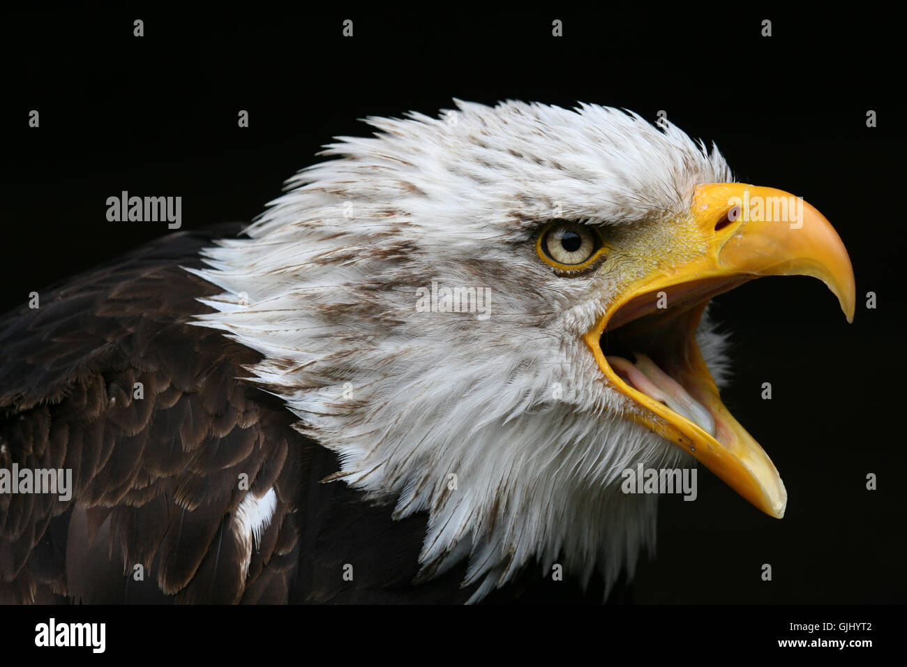 animal bird birds Stock Photo - Alamy